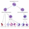 Peripheral Blood Mononuclear Cells - A Brief Review - CGT Global